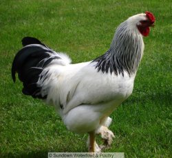 brahma chicken | Life of an Architect
